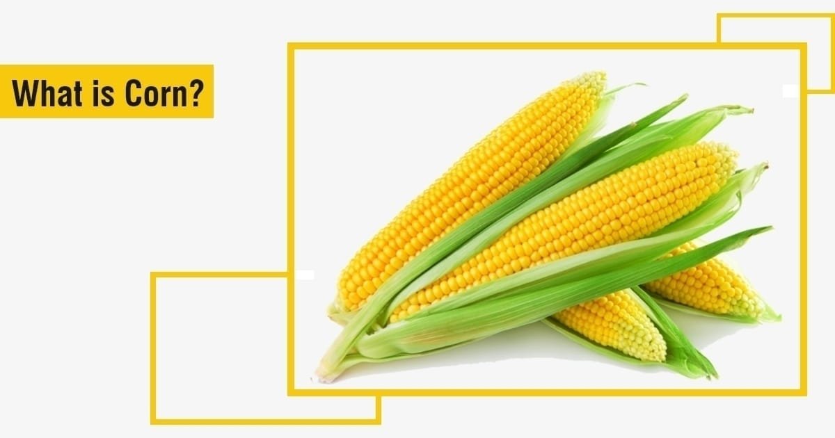 Health Benefits Of Eating Cornflour